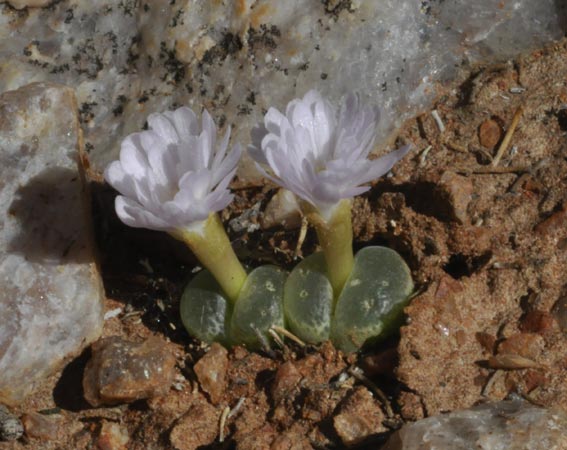 Conophytum limpidum
