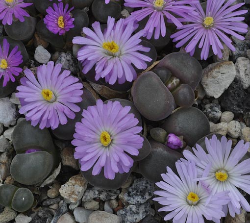 Conophytum praesectum