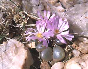 Conophytum praesectum