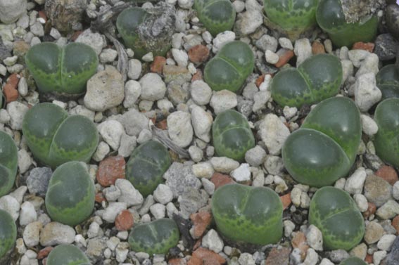 Conophytum